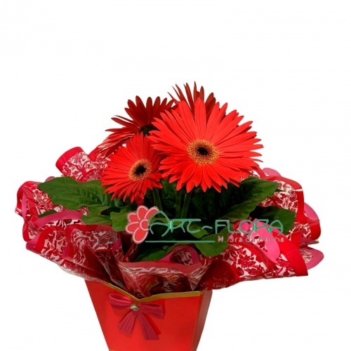Gérbera Vermelha Plantada